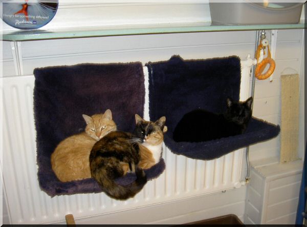 Dierenpension De Stolpen, Schagerbrug - foto's katten